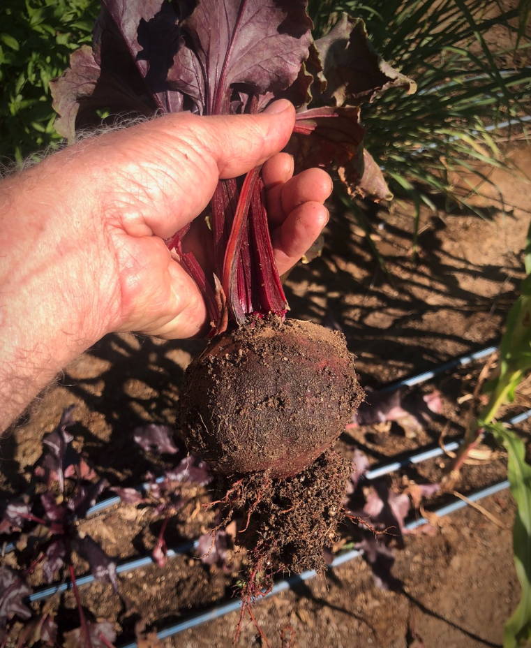 Beet Root Powder in 3 new sizes!